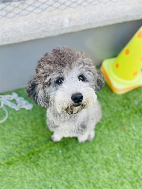 실버푸들춘식이강아지 책임분양♥ 강아지입양 고양이입양 유기견입양센터 아이조아요양보호소