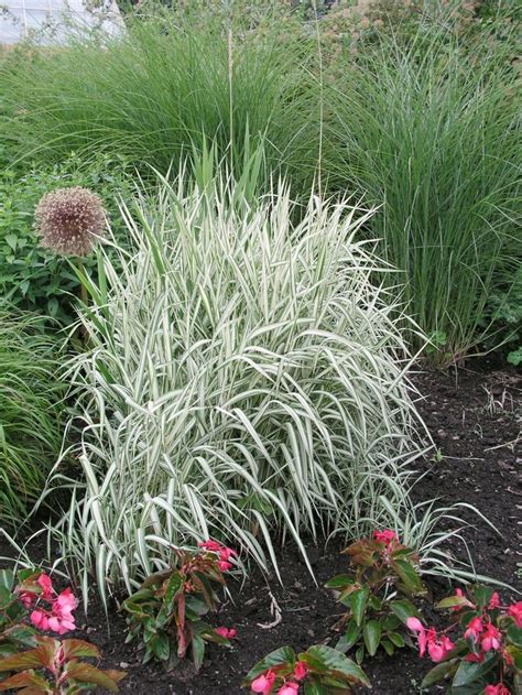 Strawberries And Cream Ribbon Grass — Nursery Wholesalers Inc