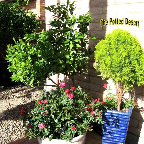 Bonsai Lime Tree At Sara Gardner Blog