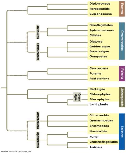 Gen Bio Ii Exam 1 Flashcards Quizlet