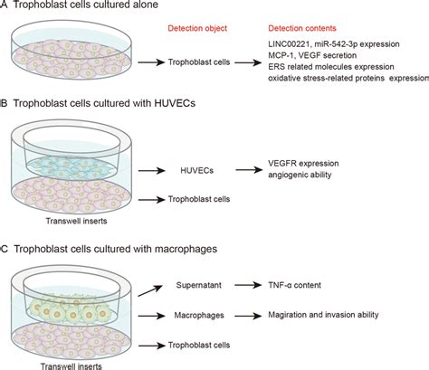 Experiment Design Of This Research Download Scientific Diagram