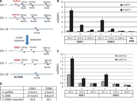 Development Of A Quantitative Dna Resection Assay In Human Cells Using