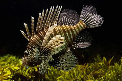 말미잘 흰 동가리 양서류 물고기 수족관 물 생물 수중 세계 수영 해양 생물 Meeresbewohner 수중 Pikist