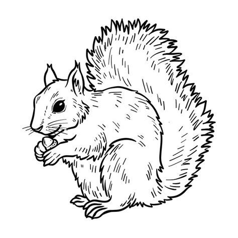 Free Vector Hand Drawn Squirrel Outline Illustration
