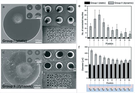 Formation Of Neural Networks In A Microfluidic Device To Develop An In