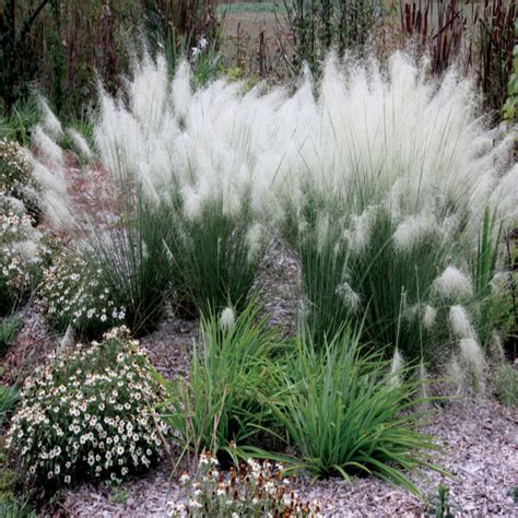Muhlenbergia Capillaris White Cloud Muhly Grass Siteone