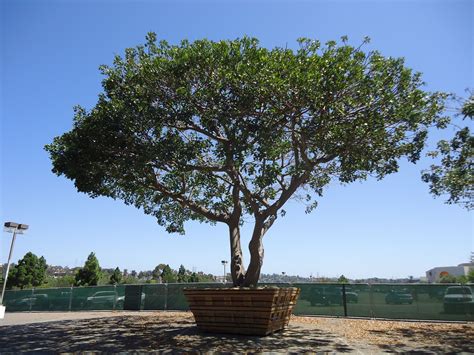 Expert Tree Relocation Service In California Any Palm Or Tree