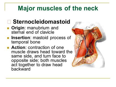 Sternocleidomastoid Note Origin And Action 【 Note Head Towards The Same Sid… Human