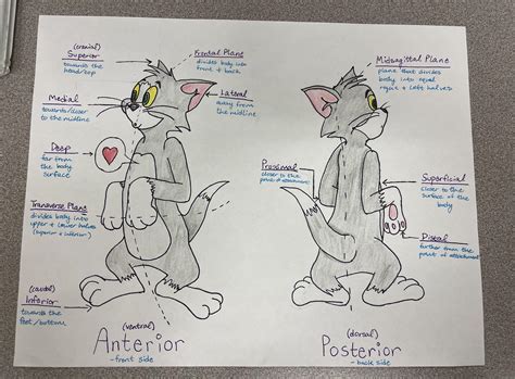 My Daughters Drawing For Her Class Assignment Rdrawing