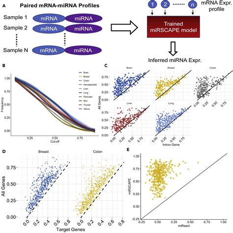 Mirscape Inferring Mirna Expression From Scrna Seq Data Iscience