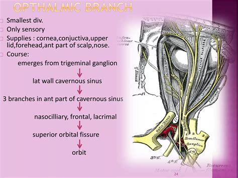 Trigeminal Nerve And Its Importance In Max Fac Surgery Pptx