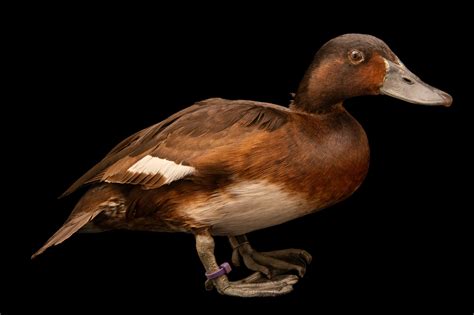 Baers Pochard Aythya Baeri Joel Sartore