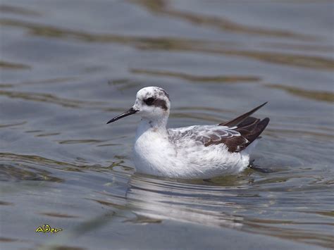 Red Necked Phalarope Audubon Field Guide