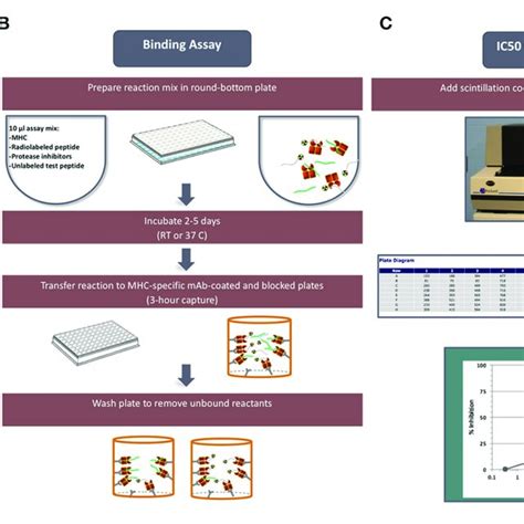 mhc peptide binding assays mhc binding affinities are determined in