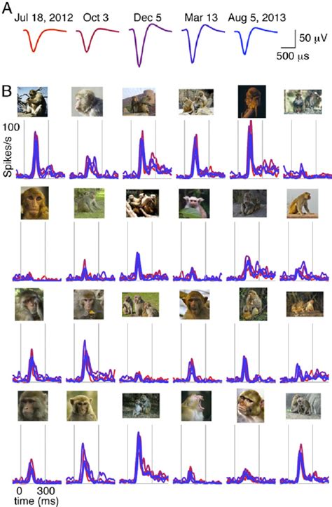 Consistent Visual Responses From One Face Selective Neuron Recorded