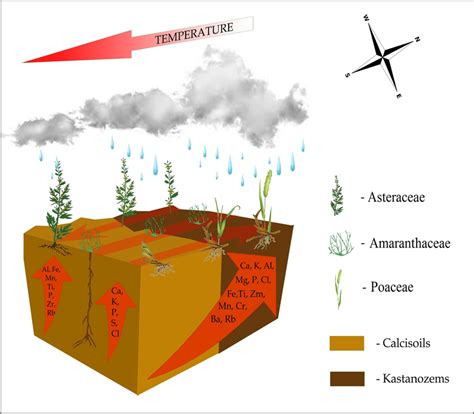 Schematic Diagram Of The Relationship Between Plant Family Soil Download Scientific Diagram