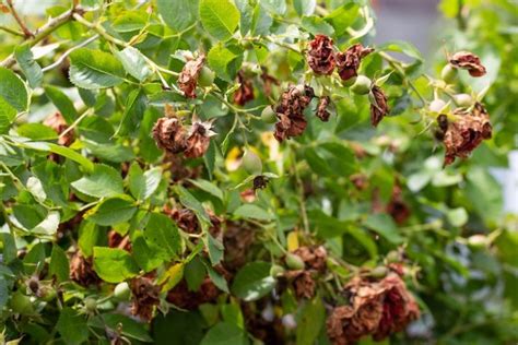 Lilly Pilly Problems Pests And Diseases Scale Leaves Curling Ultimate Backyard