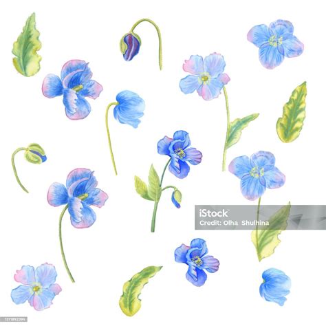 블루 히말라야 양귀비 수채화 클립 아트 세트 고립 된 배경에 손으로 그려진 야생 꽃과 싹 엽서 및 웨딩 디자인용 개체 그룹에 대한 스톡 벡터 아트 및 기타 이미지 Istock