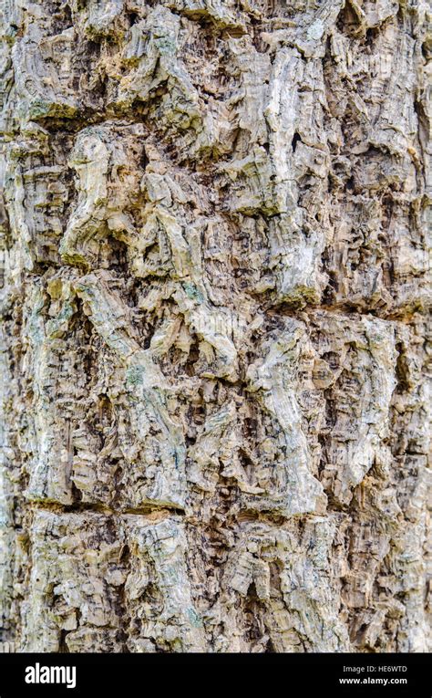 Tree Bark Surface Texture Background Stock Photo Alamy