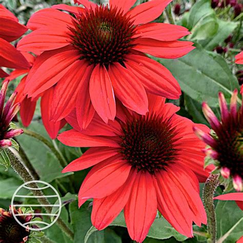 Echinacea Compact Single Red Rocket Walter Blom Plants Bv