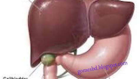 Understanding The Gallbladder Function Diseases And Treatment