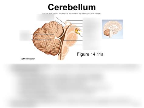 Median Section Of Cerebellum Diagram Quizlet