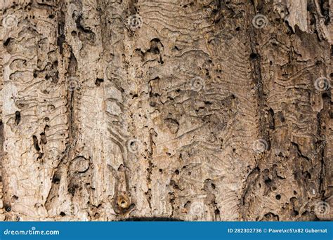 Natural Texture I E The Inner Side Of The Bark Of A Tree With Traces Of The Bark Beetle A