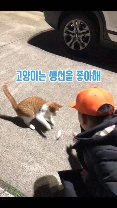 길냥이한테 생선주기 전갱이였는데 너무 좋아해서 깜짝놀랐다 빛의 속도로가져가는 길냥이들 고양이먹이주기 제주도 오조리항 교감 길냥이 전갱이 바쁘다바빠 무료급식소 백여사 아돌프