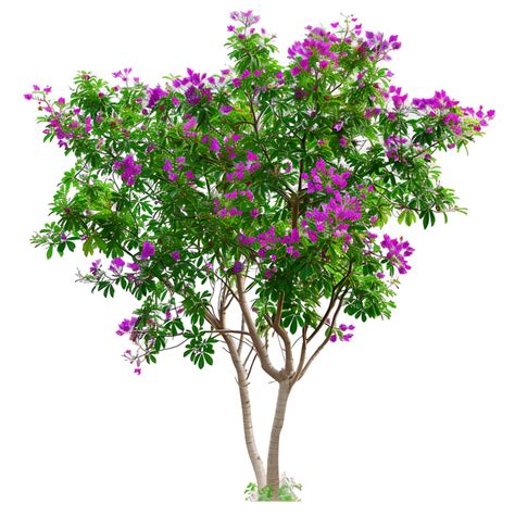 Chilopsis Linearis Tree Isolated On Clear Background 46681168 Png