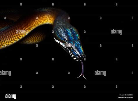 Albertisii Banque De Photographies Et D Images à Haute Résolution Alamy