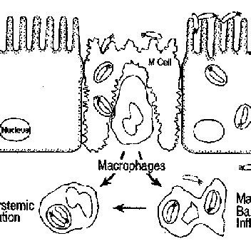 Pathogens Crossing The Epithelial Barrier By Entering Via Either M