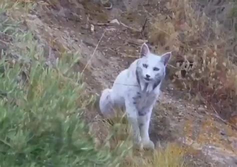 U Španiji Snimljen Beli Iberijski Ris čudo Prirode Koje Se Viđa