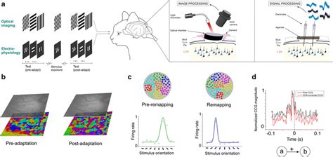 Neuronal Recordings Orientation Selectivity And Crosscorrelation A