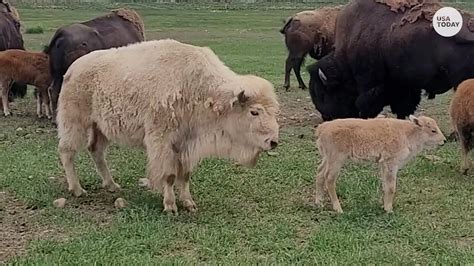 Rare Sight White Bison Calf Born At State Park