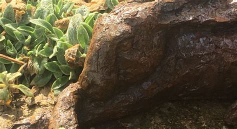 Reclining Hare Sculpture At Beaulieu