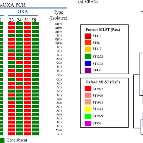 dendrogram constructed following determination of mlst profiles using