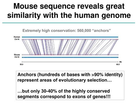 PPT Using Mouse Genetics To Understand Human Disease PowerPoint Presentation ID 4131675