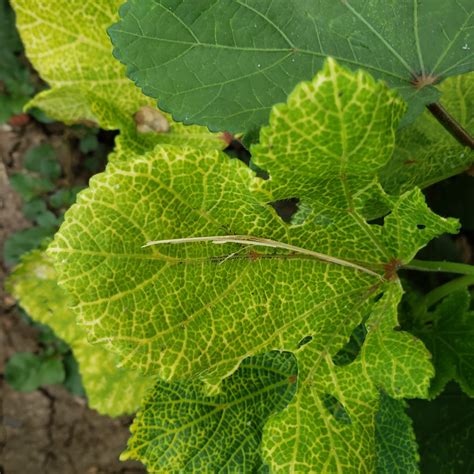 Okra Leafv1 Object Detection Dataset By Vit