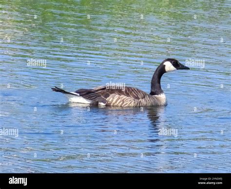 Geese With Black Head And Neck