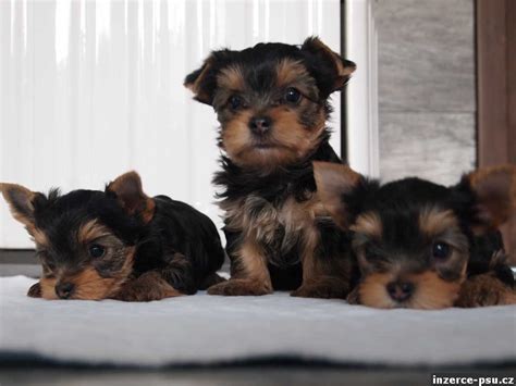 Jorkšírský Teriér S Pp Prodej Inzerce