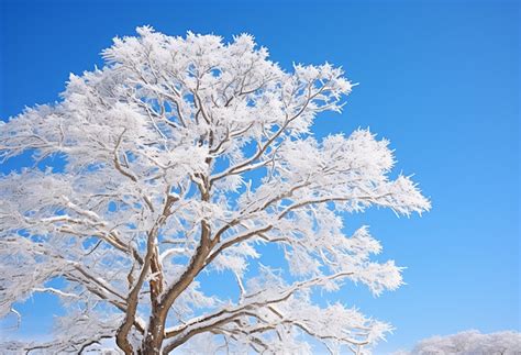 맑고 푸른 하늘을 배경으로 눈나무로 덮여 있다 겨울 나무 나뭇가지 배경 일러스트 및 사진 무료 다운로드 Pngtree