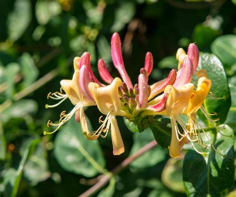 How To Take Honeysuckle Cuttings Grow More Plants For Free Homes And Gardens
