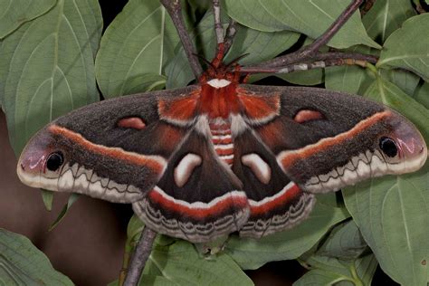 Red Moth
