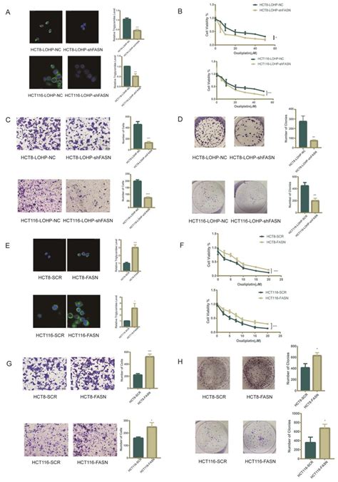 De Novo Lipid Biosynthesis Makes Crc Cell Lines More Resistant To