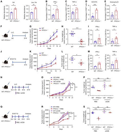 Accumulation Of Branched Chain Amino Acids Reprograms Glucose Metabolism In CD T Cells With
