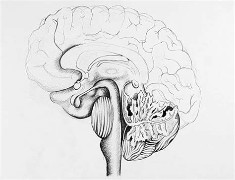 Outstanding Human Brain Hemispheres Vector Eps Svg Ai