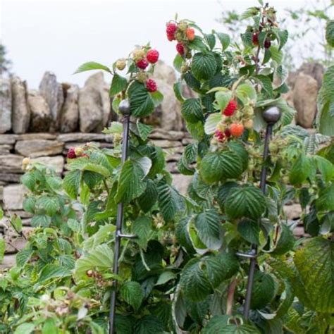 Garden Tree Seats Black Country Metalworks