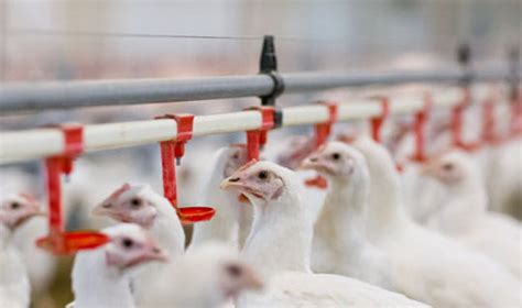 Comparing And Constrasting Formaldehyde Vs Glutaraldehyde Mwi Animal