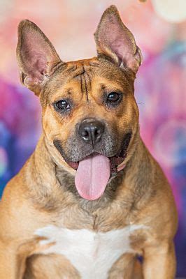 Dearborn Mi Mixed Breed Medium Meet Beluga A Pet For Adoption