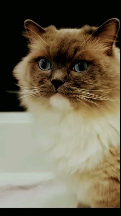 Рэгдолл ЭДИТ💕 Youtube